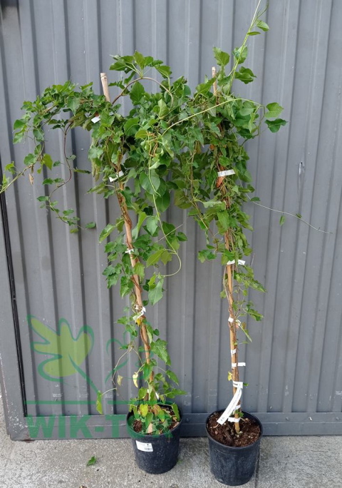 Rdest Auberta (Fallopia aubertii) - Ogrodniczy sklep internetowy WIK-TOR